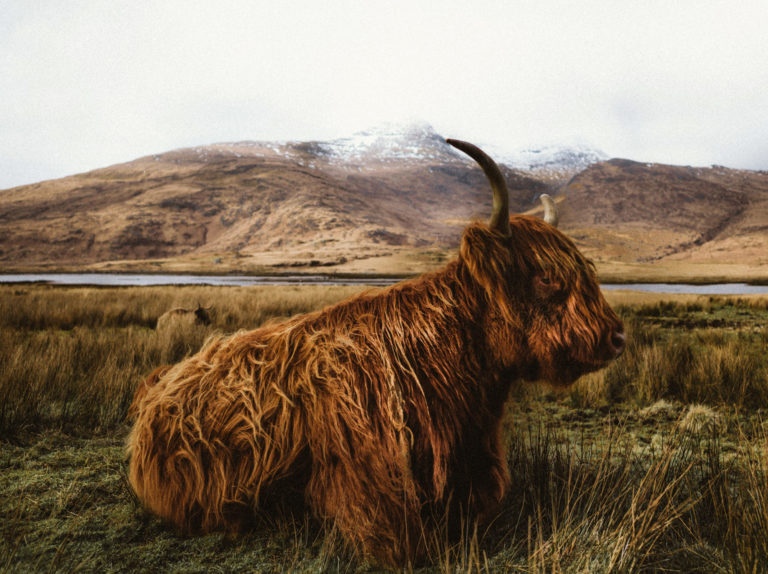 Road trip en Ecosse : itinéraire de 10 jours pour Mull, Skye, les ...